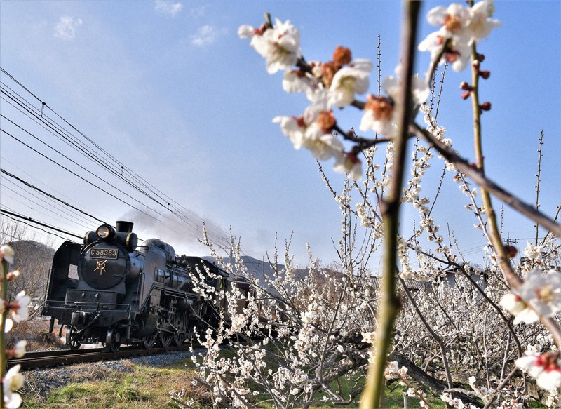 80歳の大台目前でも走りは快調 秩父鉄道の顔「C58-363」 [写真特集1/6] | 毎日新聞