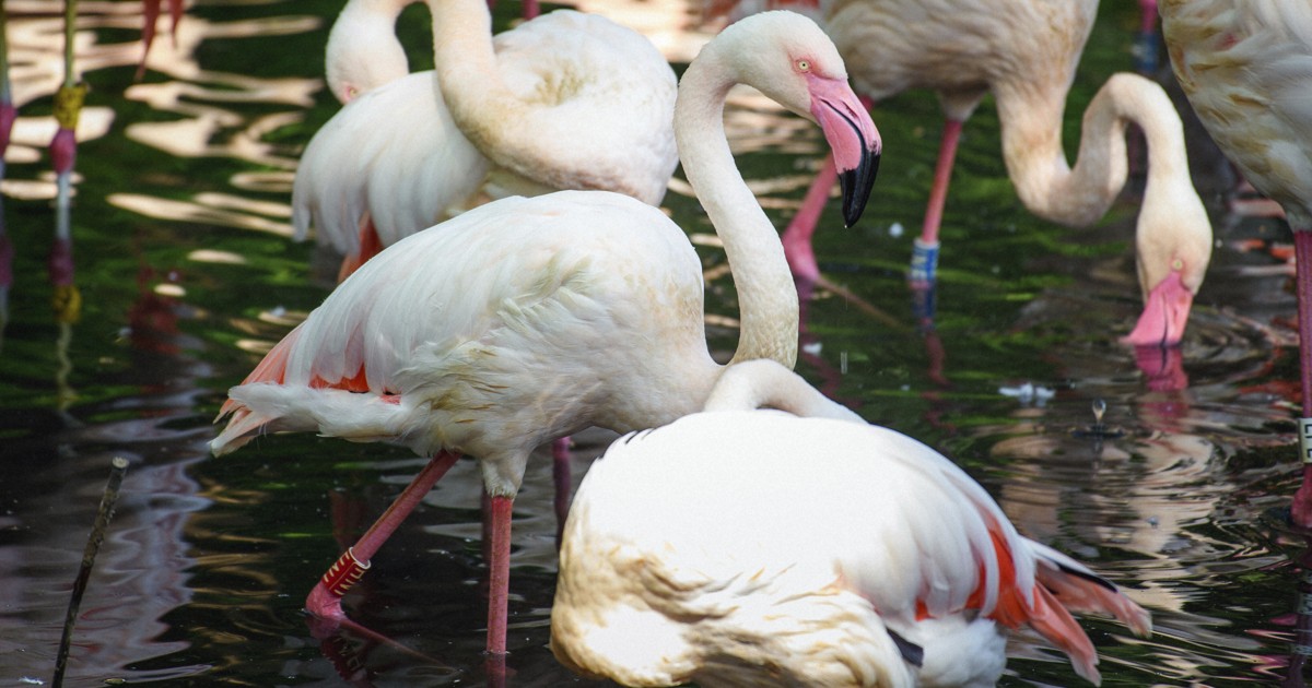 Berlin's zoo is mourning Ingo the flamingo, who died at what's believed ...