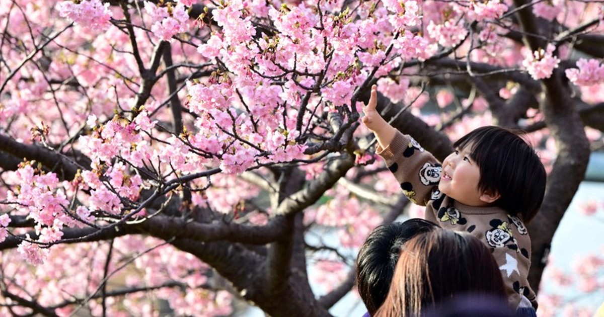 In Photos: Early-blooming Kawazu cherry blossoms at their best in ...