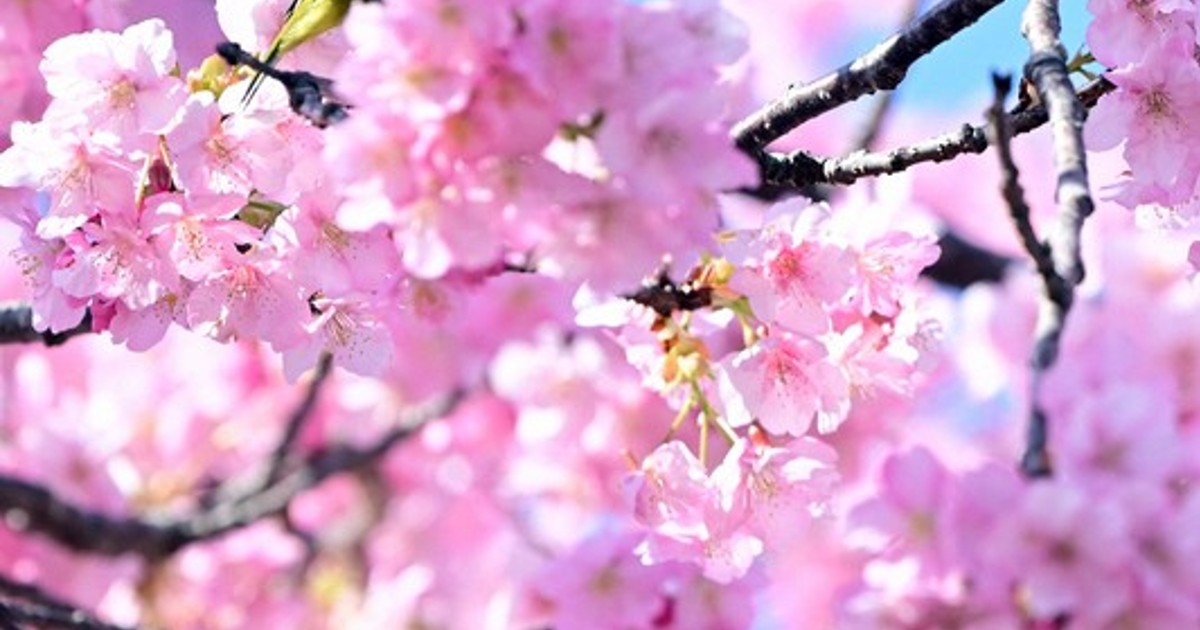 In Photos: Early-blooming Kawazu cherry blossoms at their best in ...