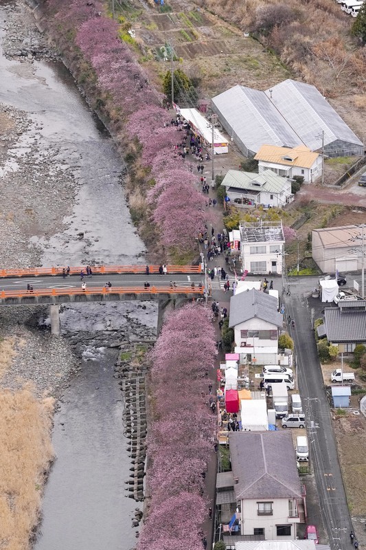 In Photos: Early-blooming Kawazu cherry blossoms at their best in ...