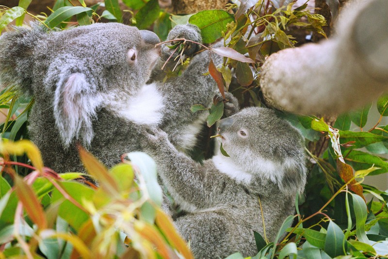 Japan Photo Journal: Baby koalas cuddle, eat with mom at southwest ...