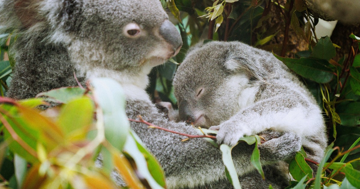 Easy Japanese news in translation: 2 baby koalas growing up at ...