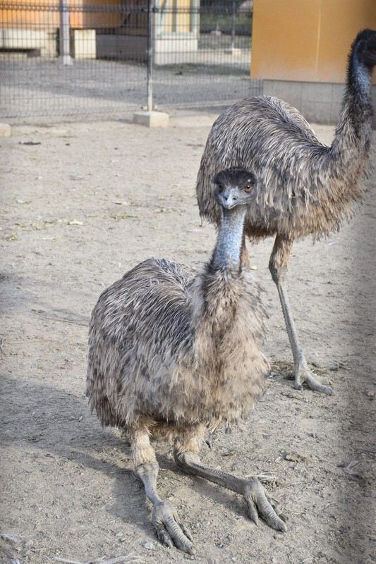 Easy Japanese news in translation: Emu found and caught at Fukuoka ...