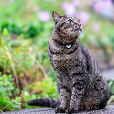 Beppu cat voted top mascot feline at Japan inns for 2nd year in row ...