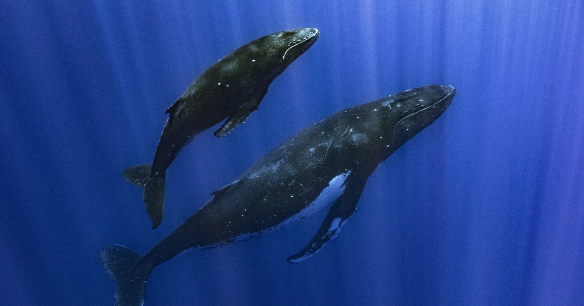 How do whales sing? Lab experiments suggest their voice boxes have a ...