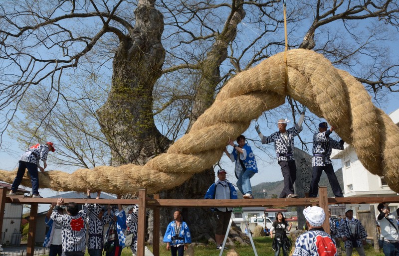 Students, parents create 300-kg 'grand champion' rope for huge tree in ...