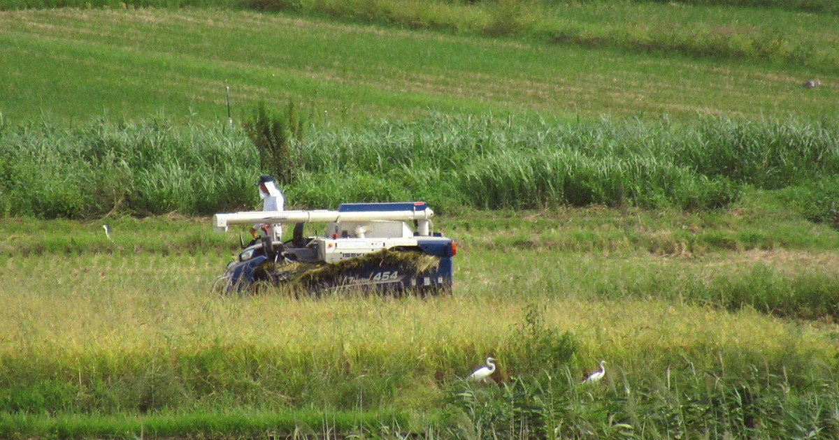 Editorial: Japan must prioritize food security amid climate change ...