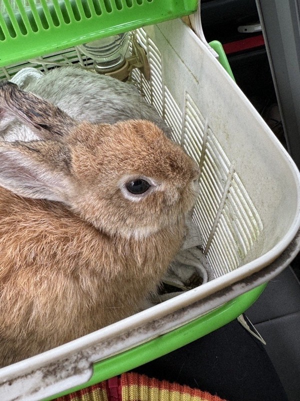 About 30 rabbits spotted in east Japan city rescued by police - The ...