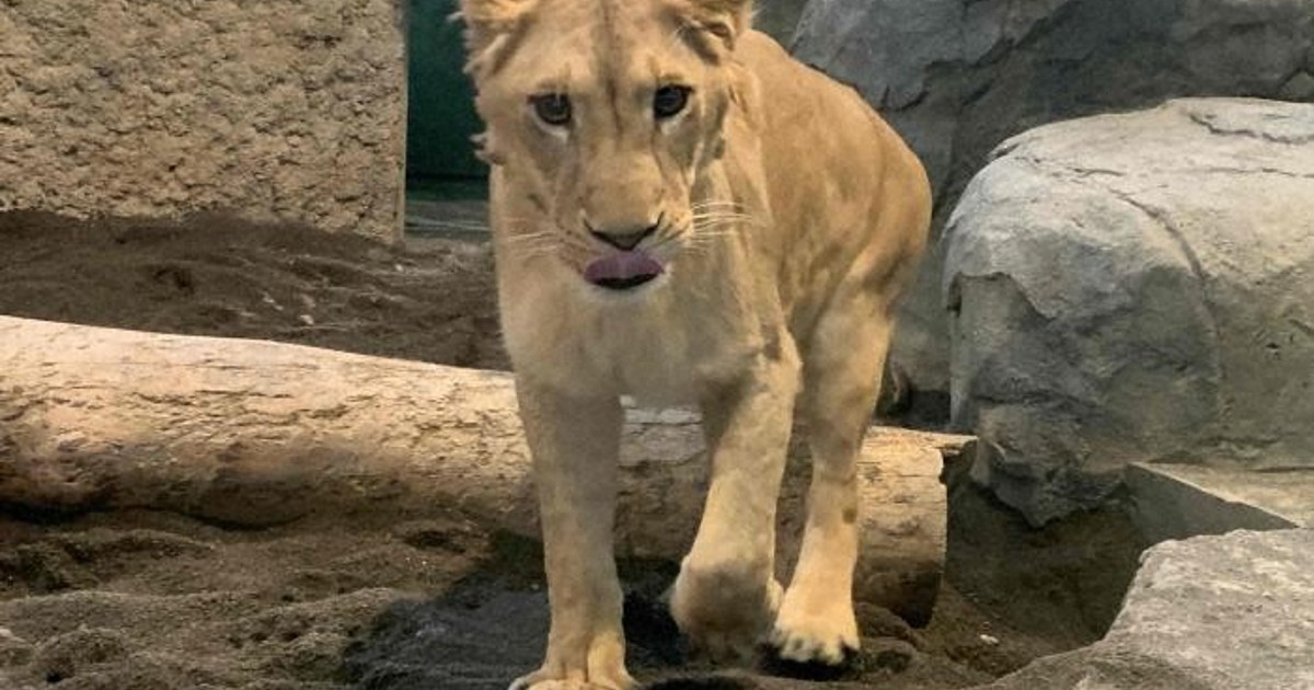 The mane thing: Japan zookeepers mistook lioness for male lion for 18 ...