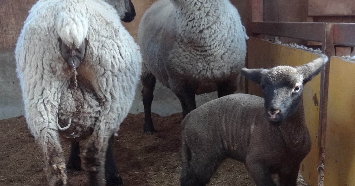Easy Japanese news in translation: 11 baby sheep born at facility in ...