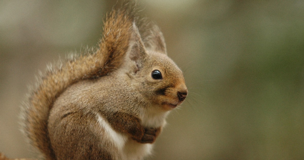 Parasiticides detected in organs of 31 squirrels that died at Tokyo zoo ...