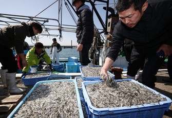 First-time 1-day fishing season for juvenile sand eels in west Japan ...