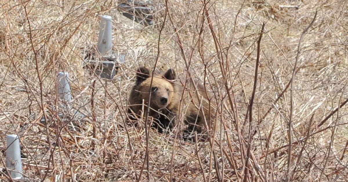 Police in northern Japan's Hokkaido call for alert after 10 days of ...
