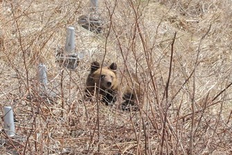 Police in northern Japan's Hokkaido call for alert after 10 days of ...