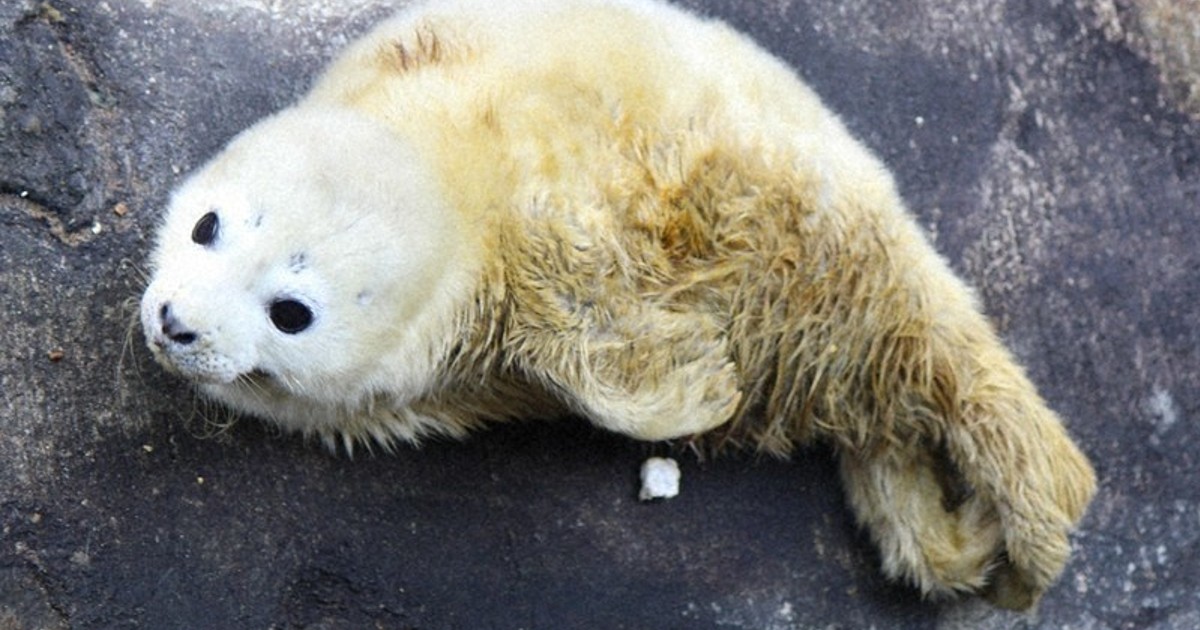Furry spotted seal pup a huge hit at central Japan aquarium - The Mainichi