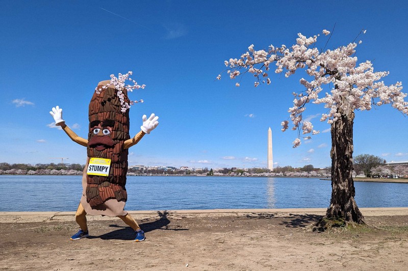 Over 100 iconic cherry trees in Washington will be cut down. So long ...