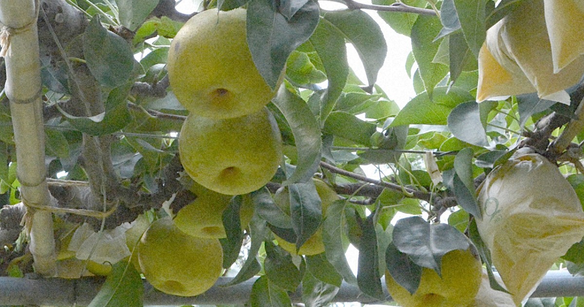Japan Trivia: Tottori's popular '20th century' pear stems from salvaged ...