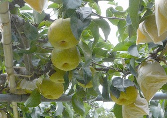 Japan Trivia: Tottori's popular '20th century' pear stems from salvaged ...