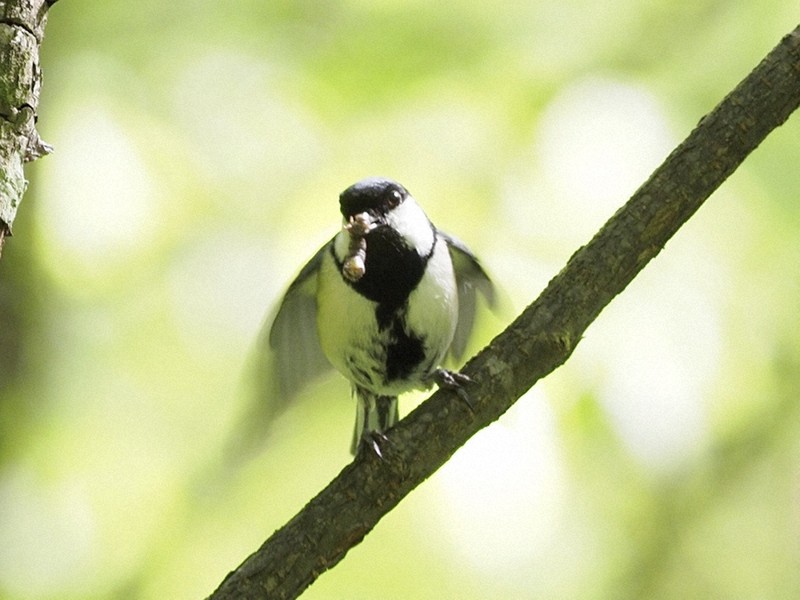 'After you': Japan bird species' wing-flutter signals mate to enter ...