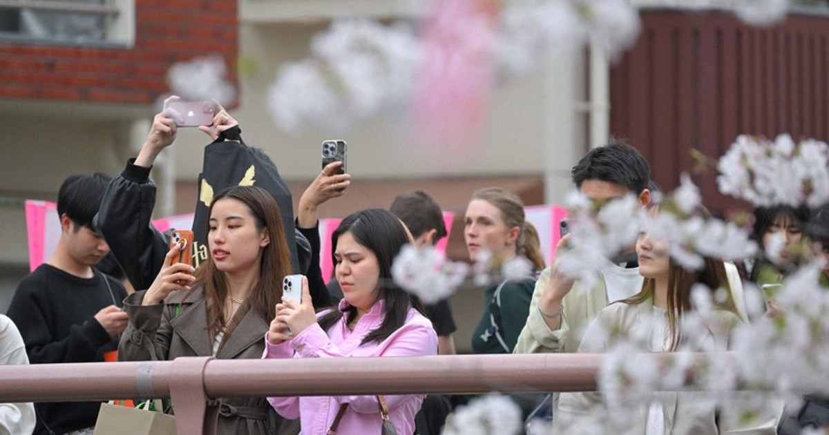 In Photos: Cherry blossoms in full bloom paint Tokyo pink - The Mainichi