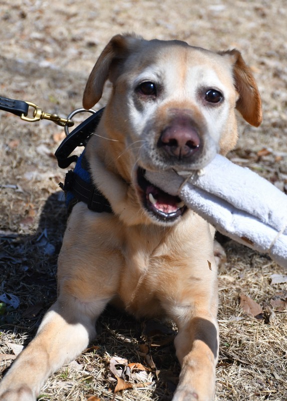 In Photos: Melba, Japan's magnificent drug-sniffing dog to retire - The ...