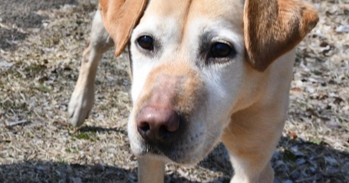 In Photos: Melba, Japan's magnificent drug-sniffing dog to retire - The ...