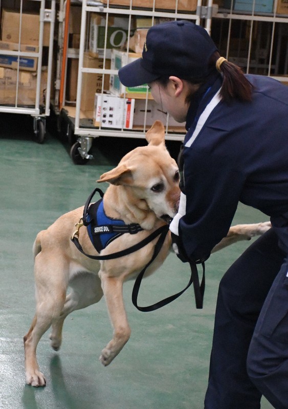 In Photos: Melba, Japan's magnificent drug-sniffing dog to retire - The ...