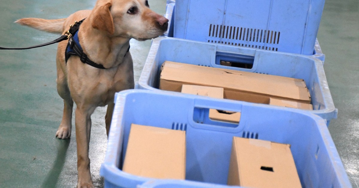 Japan's top drug-sniffing dog with record $12 million bust to retire ...