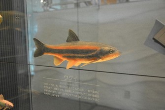 Methylmercury exceeding national limit found in fish in Japan's Niigata ...