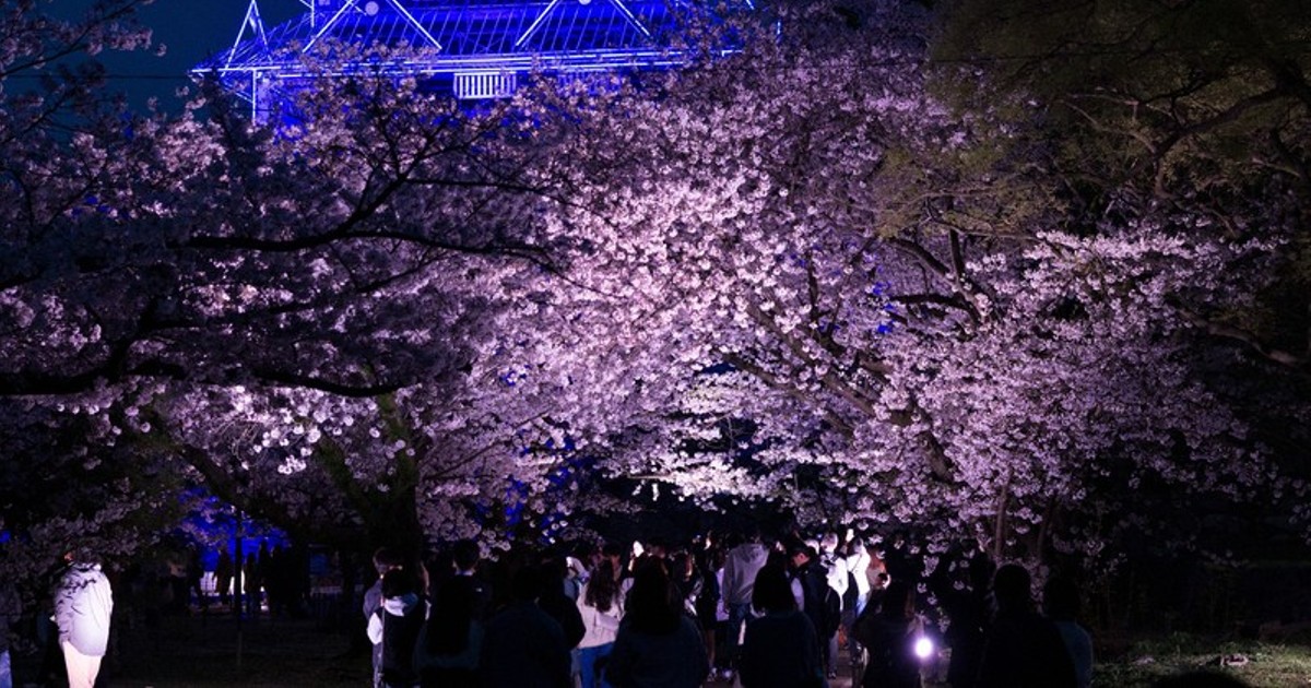 In Photos: 'Phantom castle tower,' cherry blossoms spectacularly lit up ...