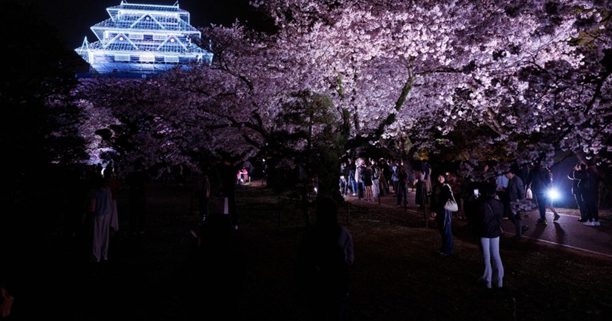 In Photos: 'Phantom castle tower,' cherry blossoms spectacularly lit up ...