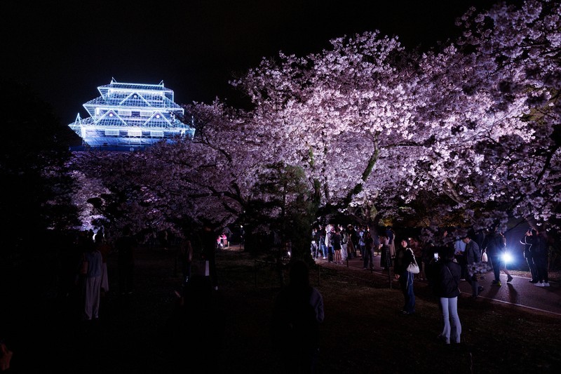 In Photos: 'Phantom castle tower,' cherry blossoms spectacularly lit up ...