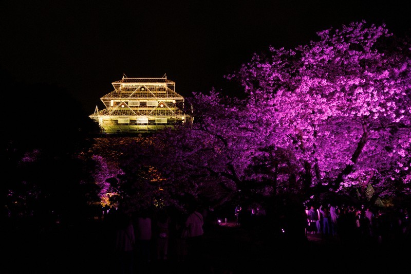 In Photos: 'Phantom castle tower,' cherry blossoms spectacularly lit up ...