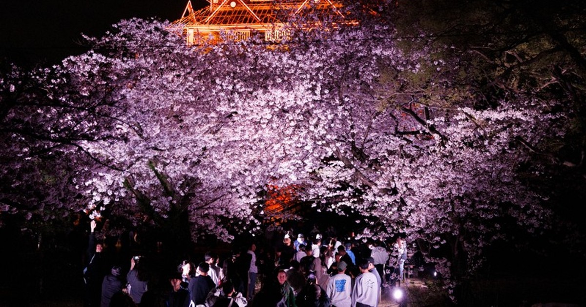 In Photos: 'Phantom castle tower,' cherry blossoms spectacularly lit up ...