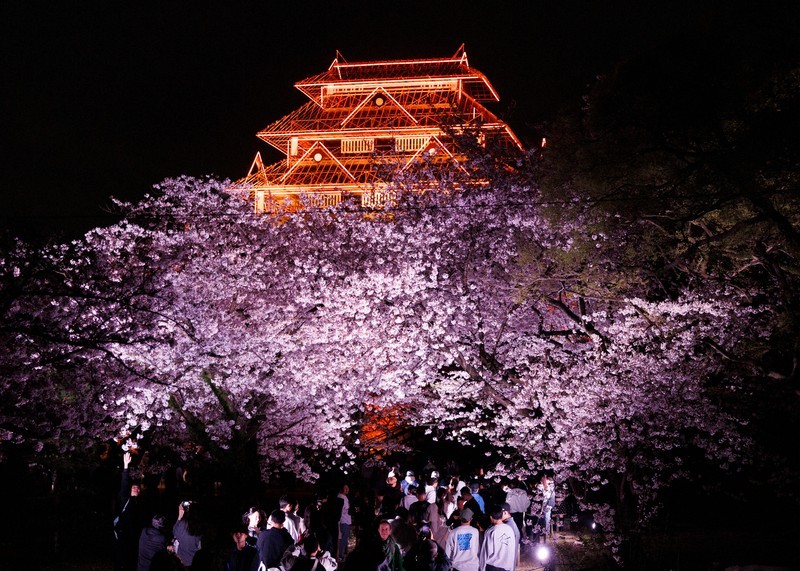 In Photos: 'Phantom castle tower,' cherry blossoms spectacularly lit up ...