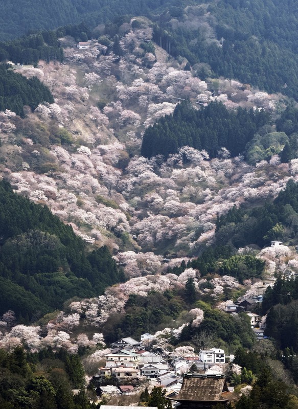 In Photos: Cherry blossom trees cover Nara's Mount Yoshino in shades of ...