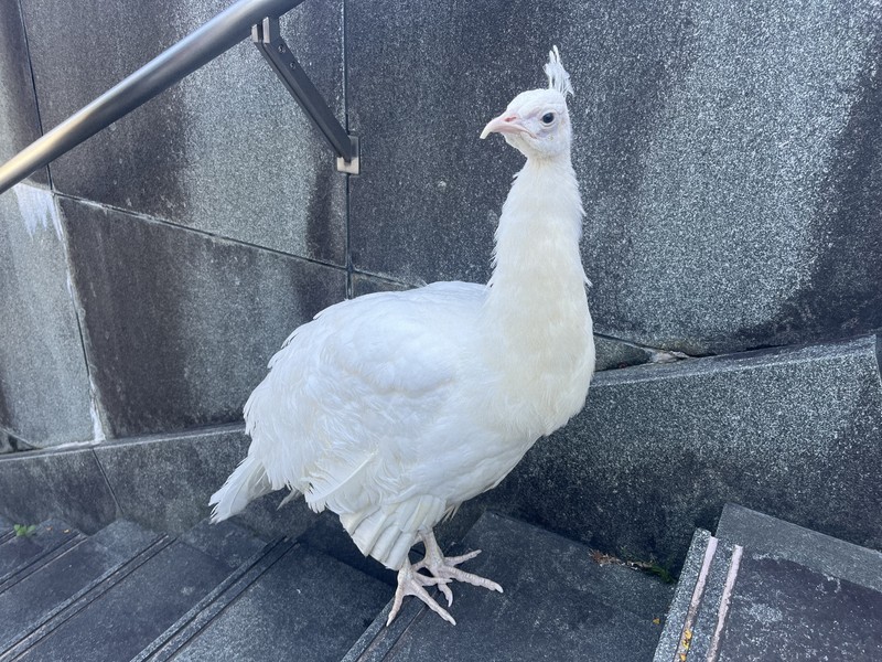 Pet peafowl scared off by tourists safely recaptured near Osaka Castle ...