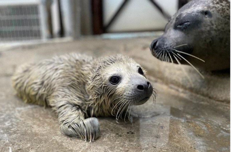 Easy Japanese news in translation: Spotted seal pup exhibited at zoo in ...