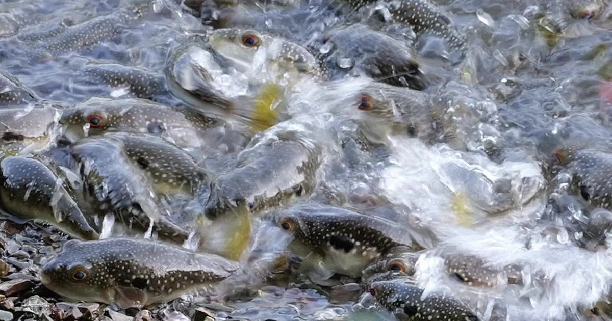 Easy Japanese news in translation: Grass puffers lay eggs on coast of ...