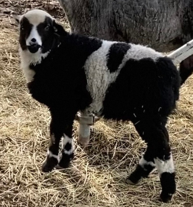 Easy Japanese news in translation: 'Panda' sheep born in Shizuoka ...