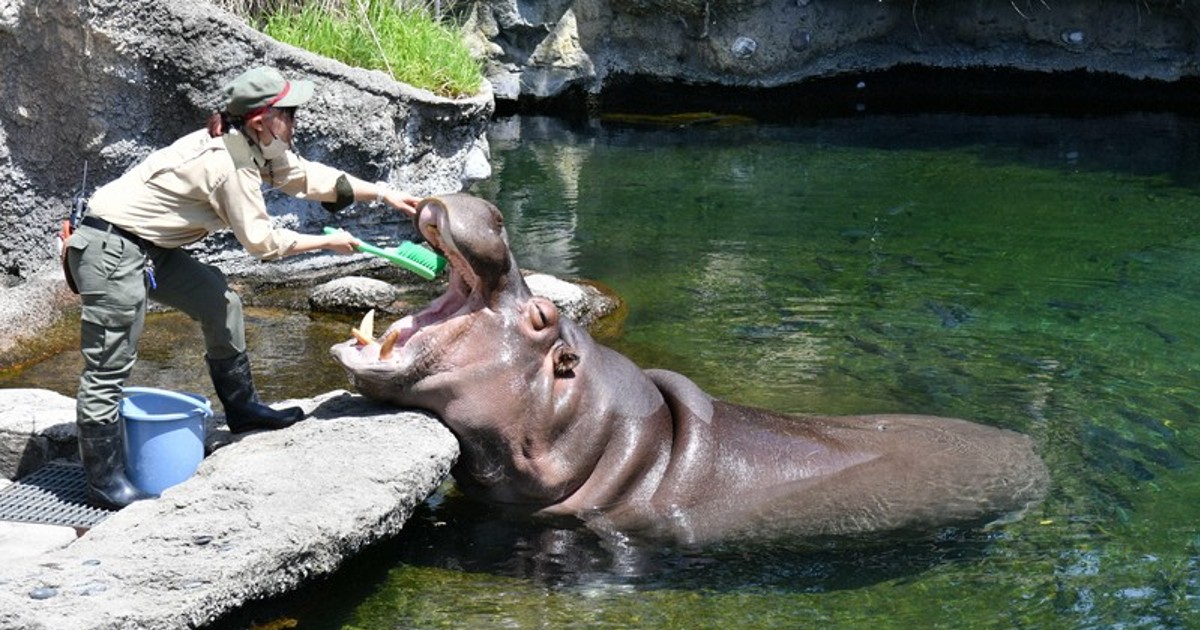 In Photos: Osaka zoo's hippo believed to be male turns out to be female ...