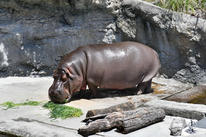 In Photos: Osaka zoo's hippo believed to be male turns out to be female ...