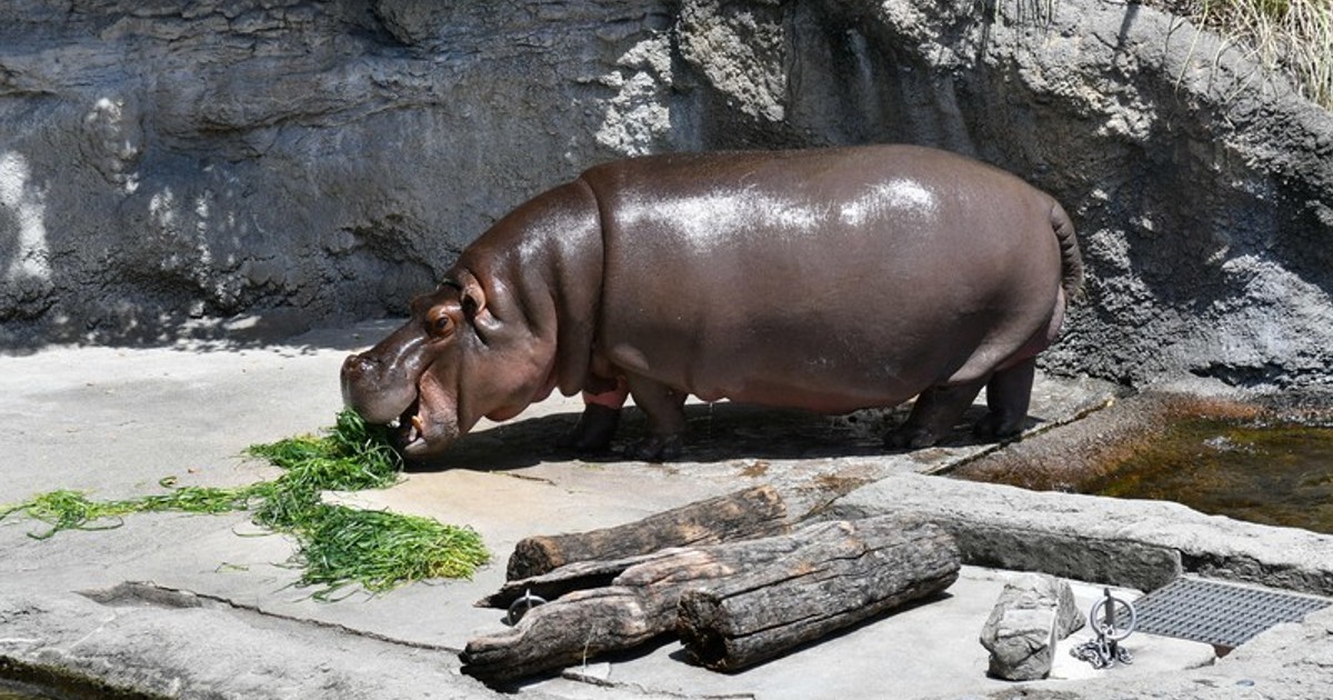 In Photos: Osaka zoo's hippo believed to be male turns out to be female ...