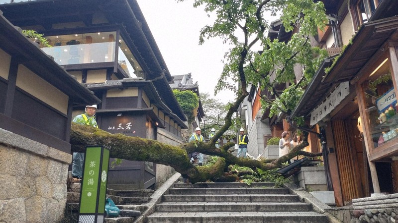 Tree falls, pins man at popular tourist site in Kyoto - The Mainichi