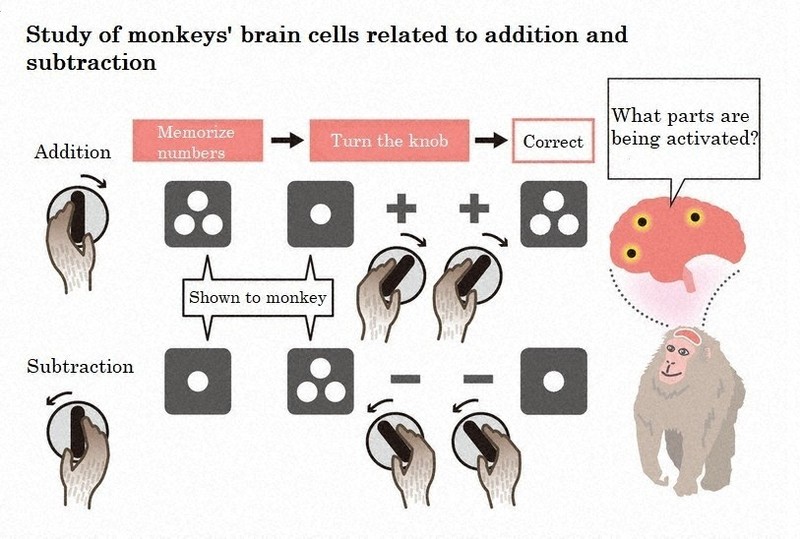 Addition, subtraction brain cells found in monkeys: Japan research team ...