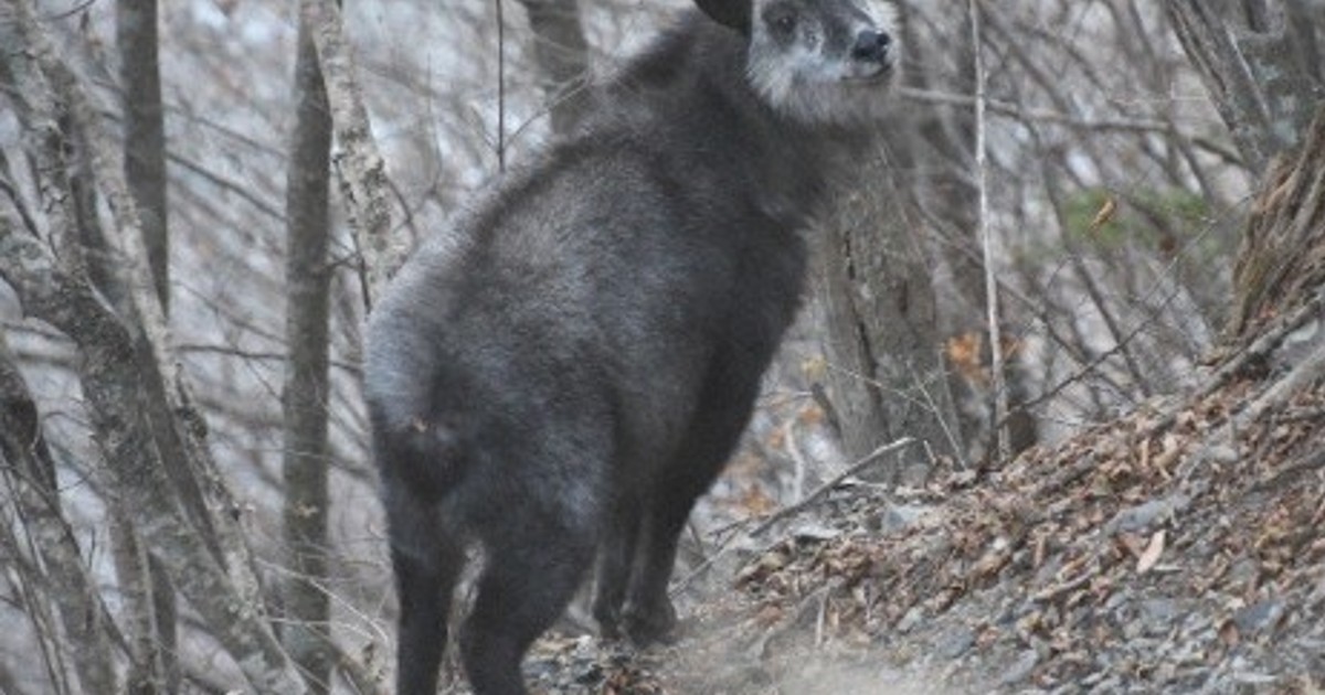 Protected wild animals in Tokyo munching through saplings of low-pollen ...