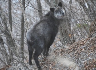 Protected wild animals in Tokyo munching through saplings of low-pollen ...