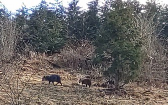 Protected wild animals in Tokyo munching through saplings of low-pollen ...