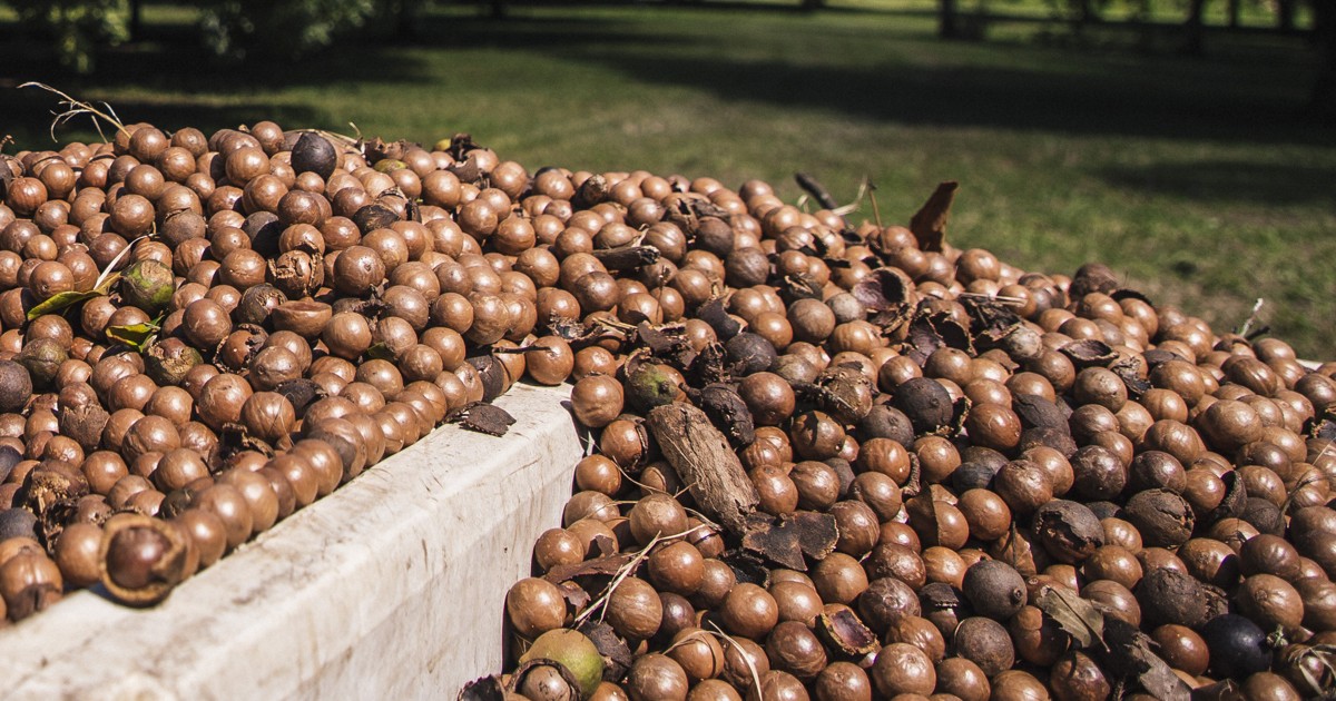 Hawaii is known for its macadamia nuts. Lawmakers want to keep it that ...